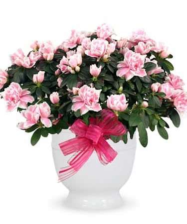 Azalea Plant | Indianapolis Plant Delivery by McNamara Florist