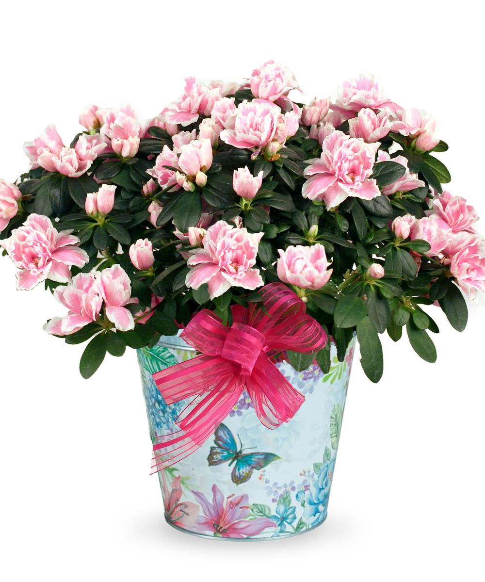 Azalea Plant | Indianapolis Plant Delivery by McNamara Florist