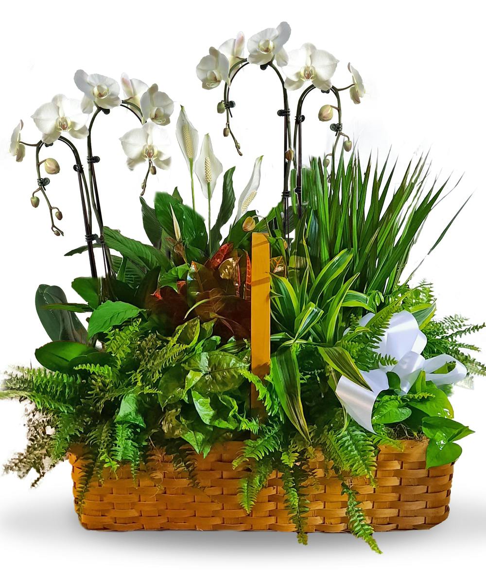 Eternal Memory Garden | Indianapolis Plant Delivery